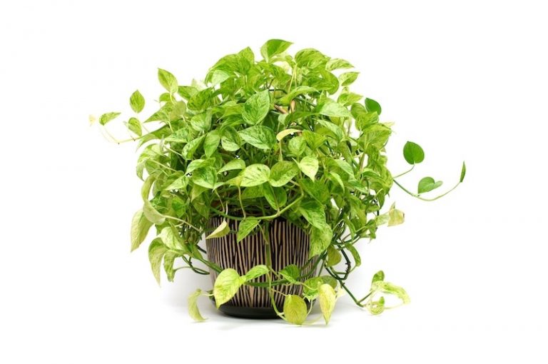 Complete Pothos (Epipremnum) Care Guide | Keep House Plants Alive