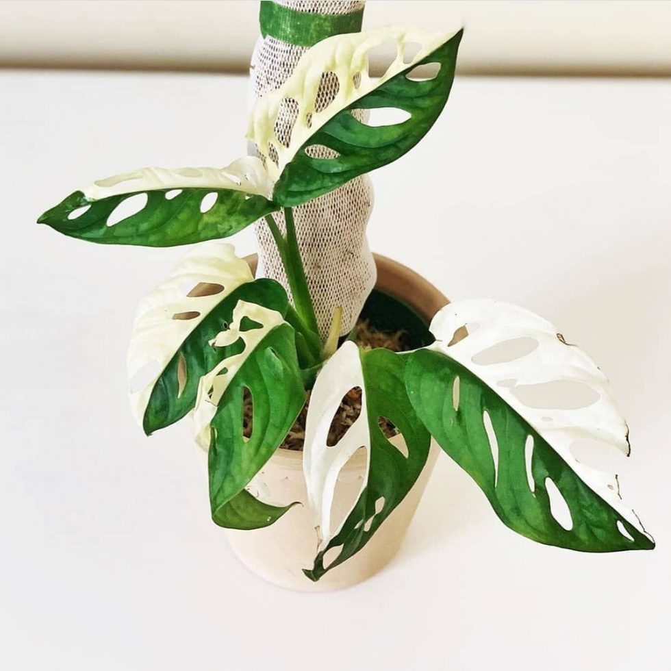 Find a Treasure with the Stunning Variegated Monstera | Keep House ...